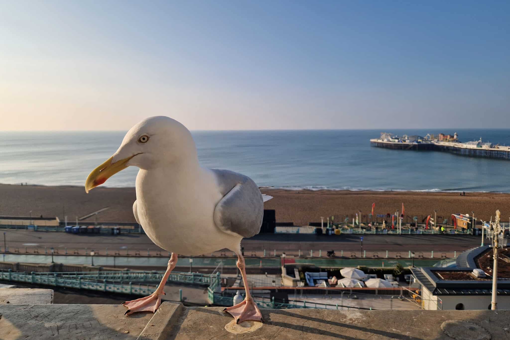 Bungaroosh and Electric Bikes | Dabinett